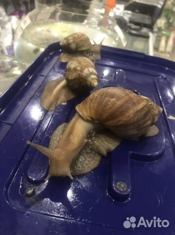 Улитка ахетинская