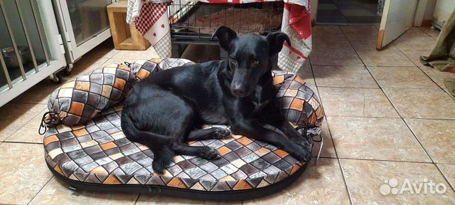 Отдадим в ответственные и добрые руки