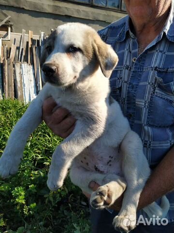Среднеазиатская овчарка алабай щенки