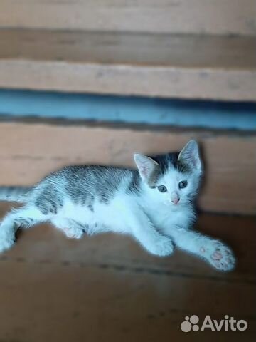 Маленькая умница в добрые руки