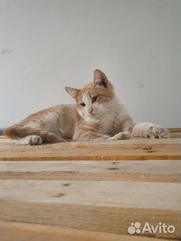 Котенок в добрые руки