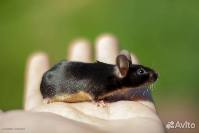 Сатиновый мышонок, черный тан