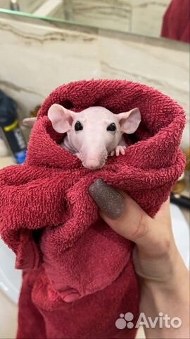 Крыса сфинкс