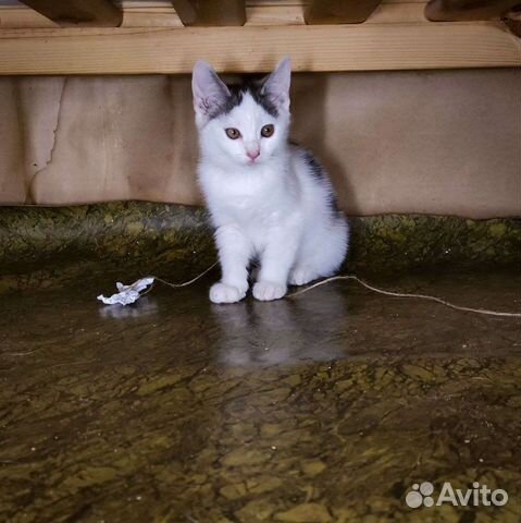 Белый котенок девочка Симочка в добрые руки