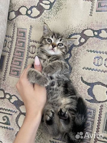 Продаётся шотландский котёнок