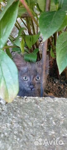 Котик в добрые руки