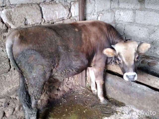 Бык и телка