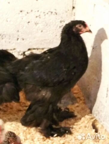 Молодые петухи брама