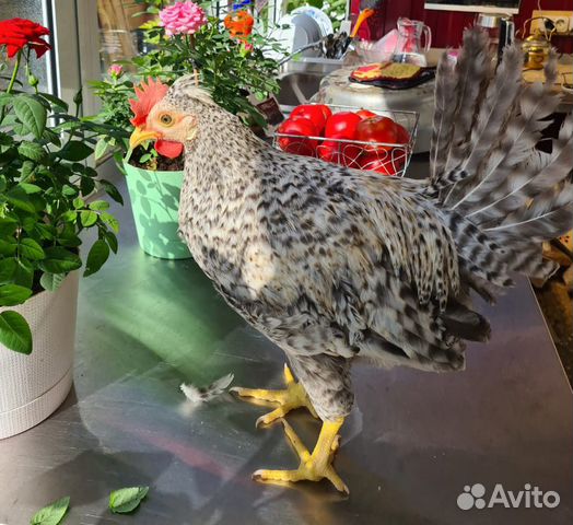 Петухи легбар, кучинские