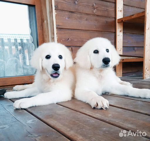 Словацкий Чувач