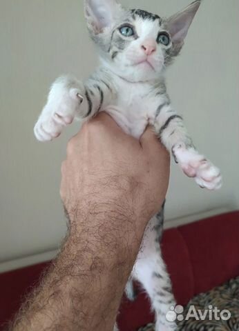 Котята сфинкс