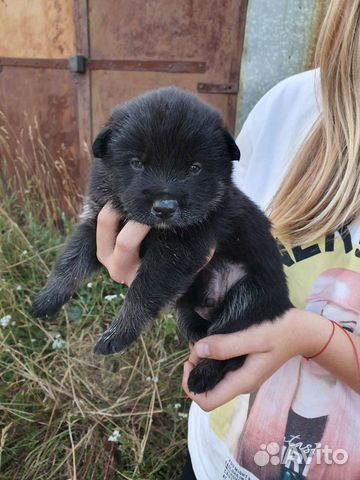 SOS, щенки в добрые руки, помогите спасти