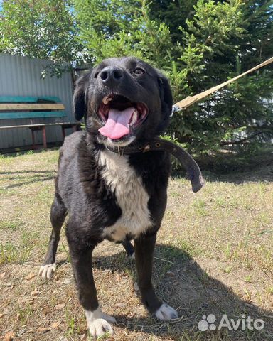 Собака в добрые руки