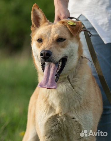 Чип в добрые руки