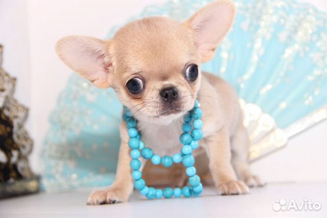 Эксклюзивная чихуа