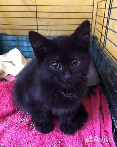 Крошка чернуша