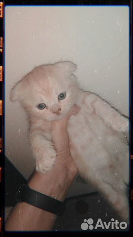Шотландский кот