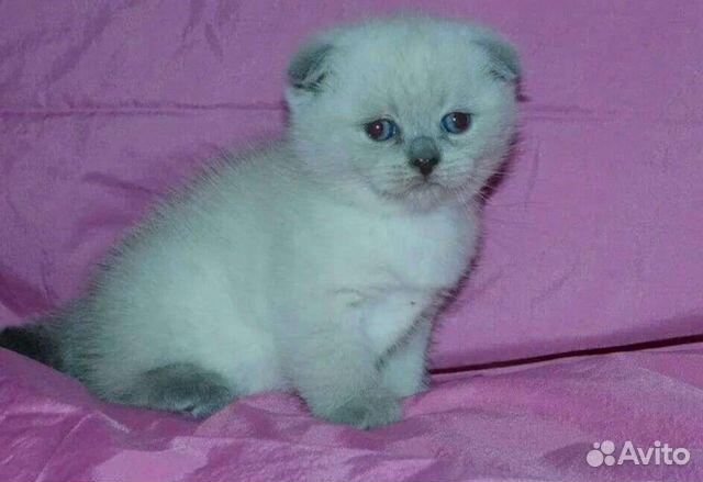 Вислоухая Кошечка
