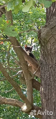 Котенок на дубе Житель леса