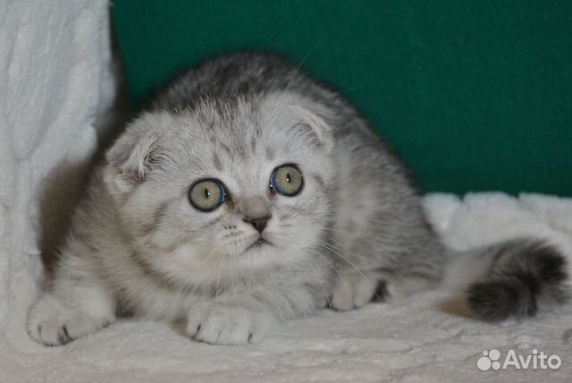 Вислоухий серебристый