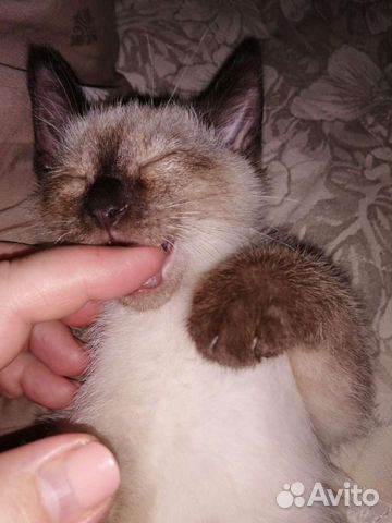 Сиамский котёнок