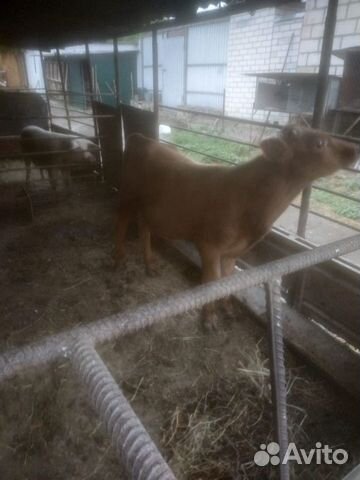 Бычок и Хряк