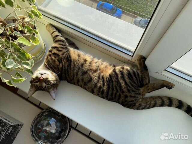 Потерялся кот