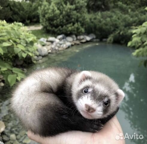 Хорек-щенок