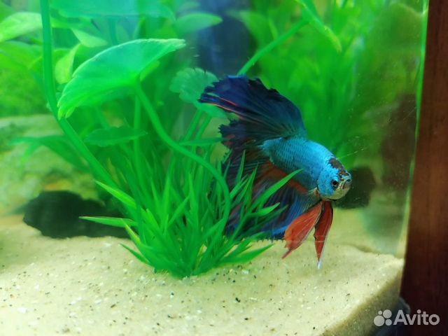 Аквариумные рыбки