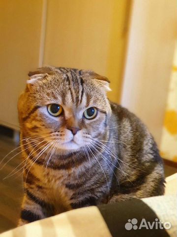 Продается шотландский вислоухий котик