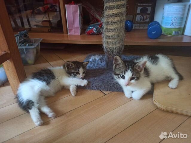Котята 2 мес., мальчик и девочка