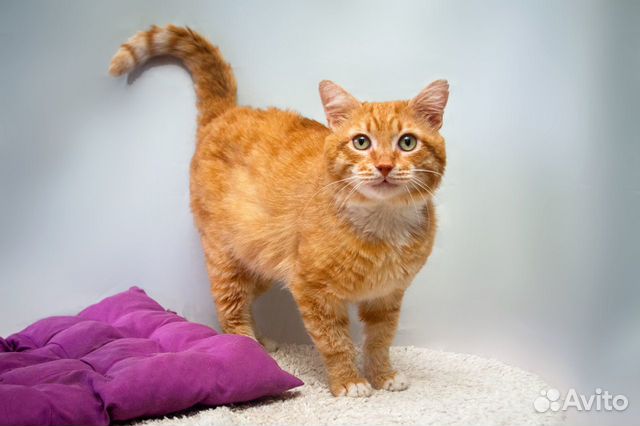 Симпатичный рыжик в поисках дома