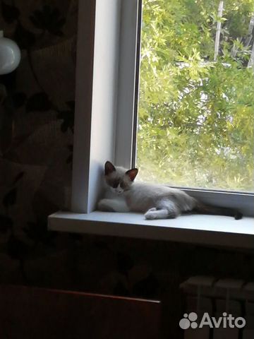 Котенок мальчик