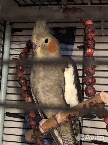 Попугай Корелла