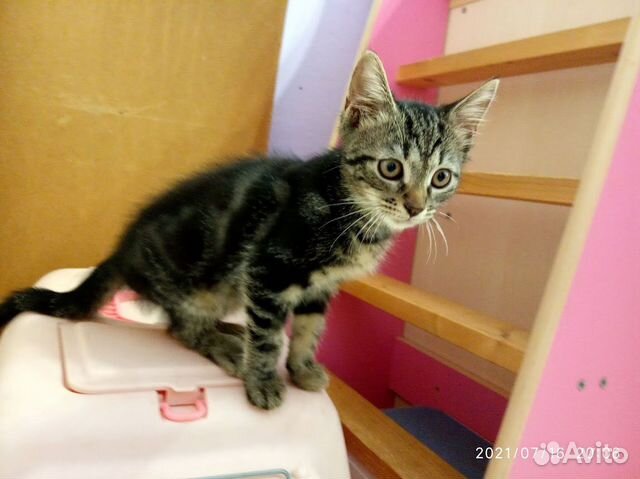 Мраморный котёнок.Мальчик. Привит