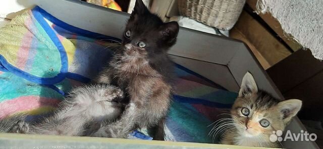 Кошка в дар