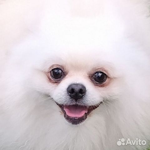 Эталонный шпиц, собака-улыбака Чемпион. Вязка