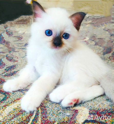 Котенок священной бирмы