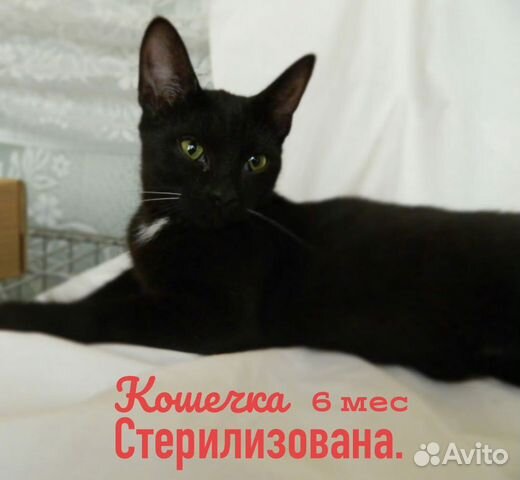 Котенок