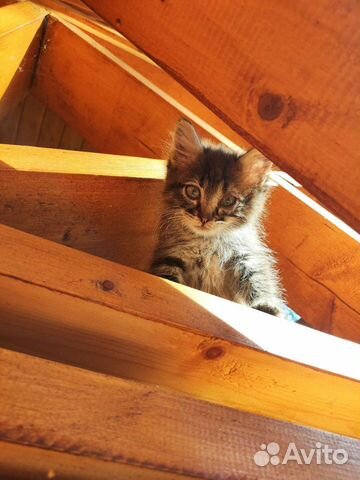 Котенок девочка бесплатно