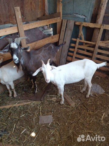 Коза казёл нубийская