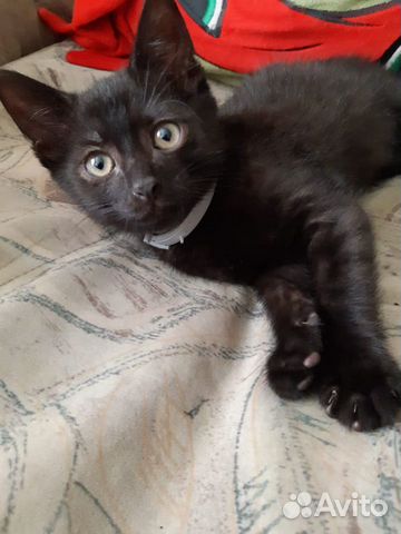 Тёмный шоколад с апельсином