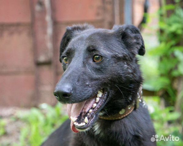 Собака звоночек-Айви