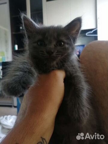 Русская голубая Небелунг