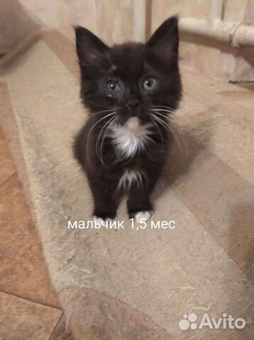 Котенок Гаврюша
