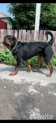 Вязка ротвейлера