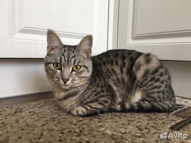 Кошка