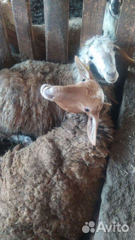 Баранина ягнята матки