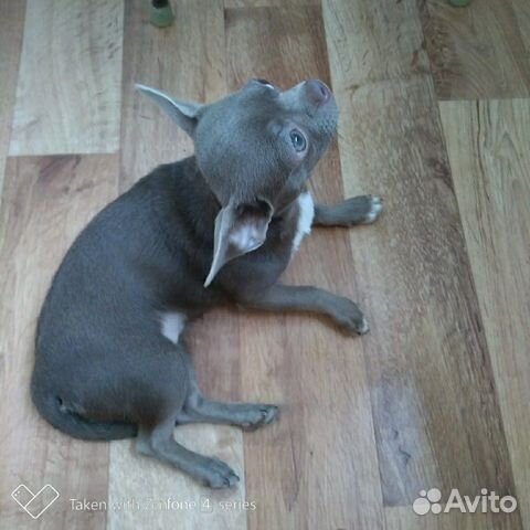 Эксклюзив. подрощенные Чихуа