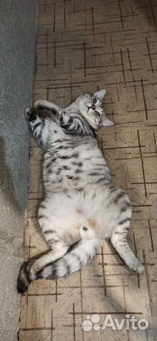 Британский кот вязка